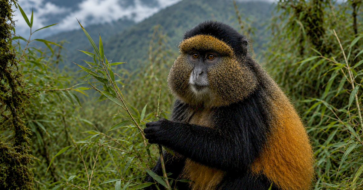 Golden Monkey Trekking in Rwanda Volcanoes National Park
